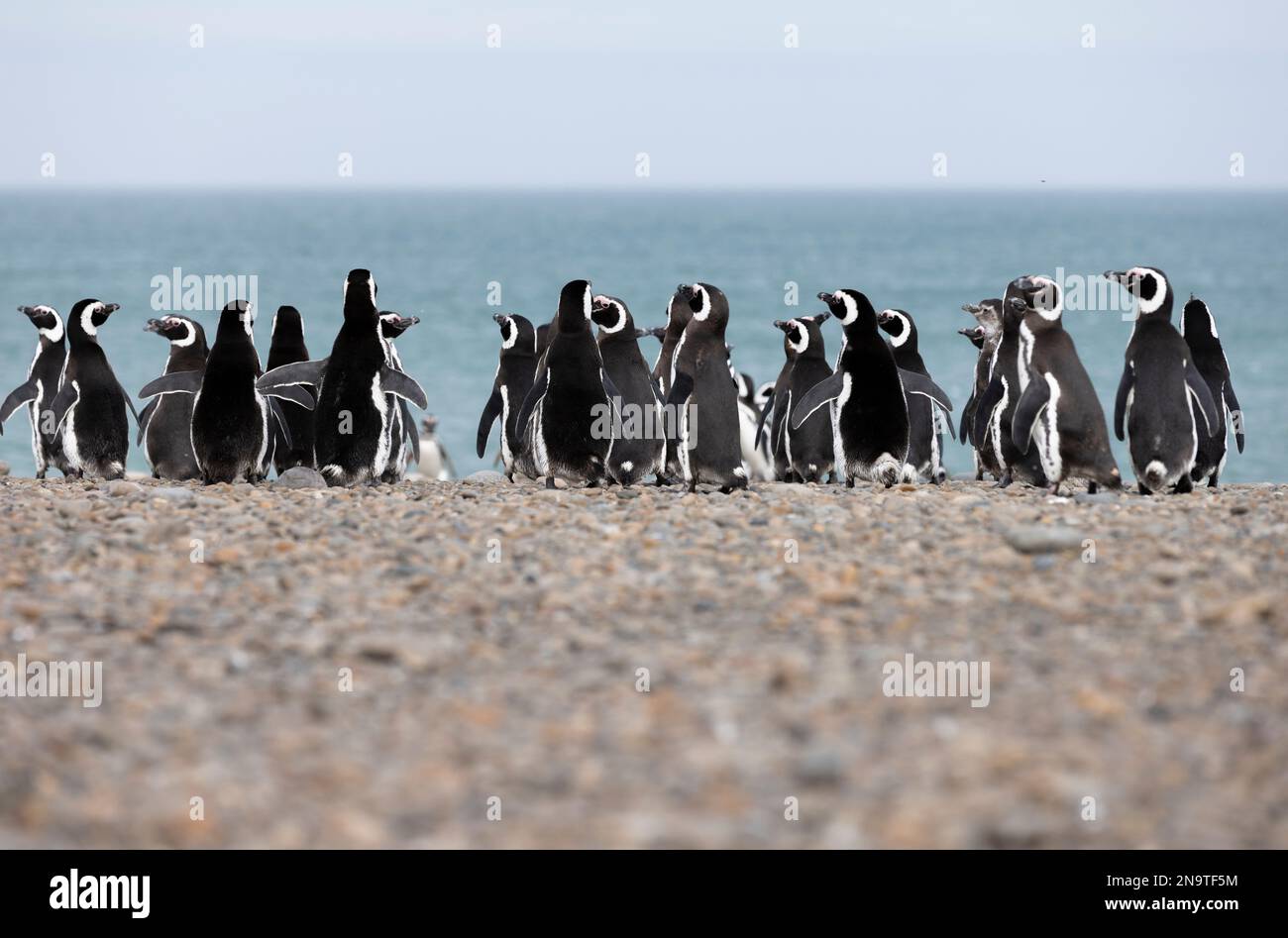 Reserva natural cabo virgenes hi-res stock photography and images - Alamy