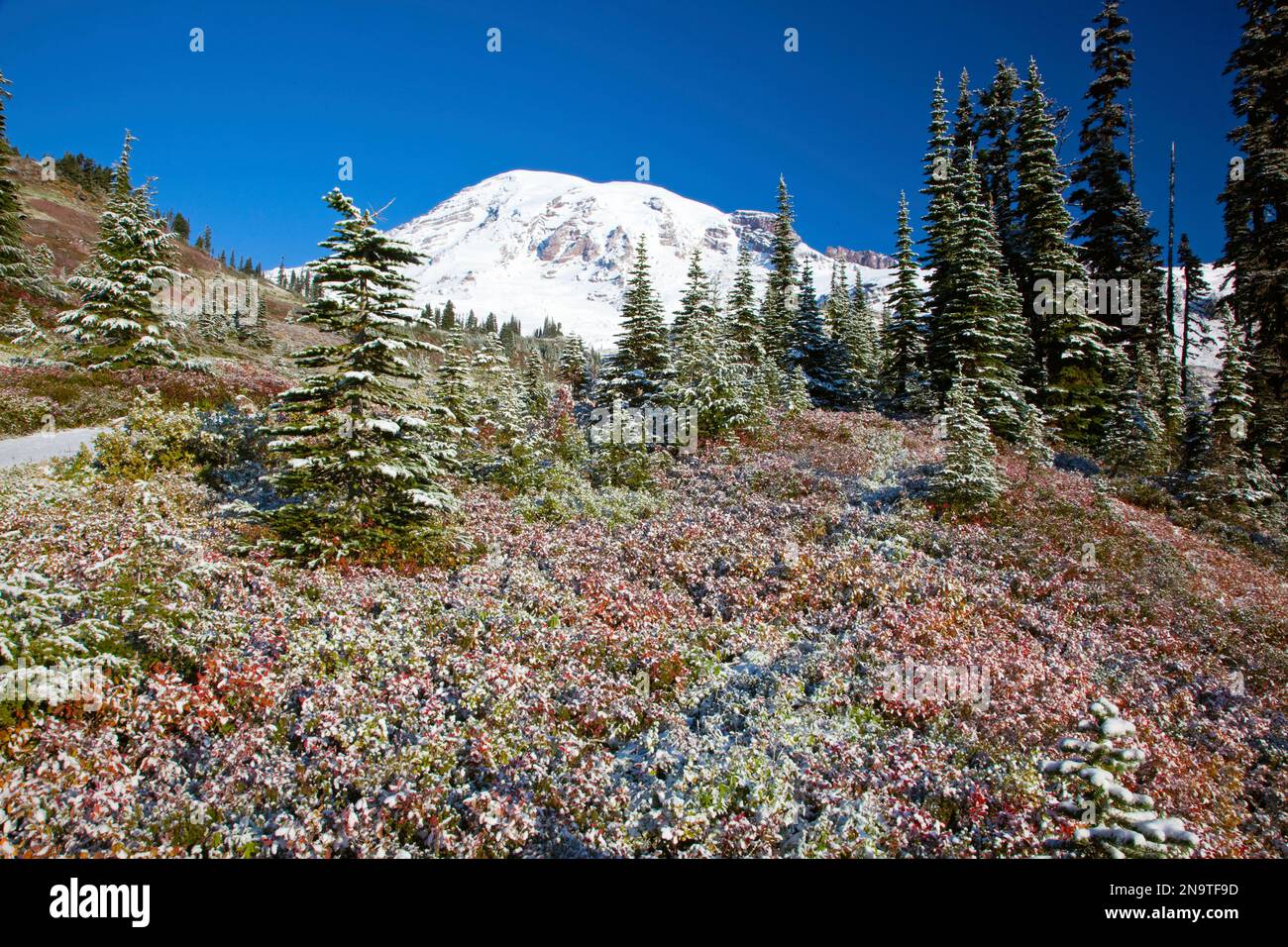 Fresh snow on autumn colours adds beauty to Mount Rainier, Paradise ...