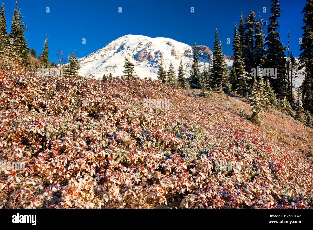 Mount rainier national park sunrise hi-res stock photography and images ...