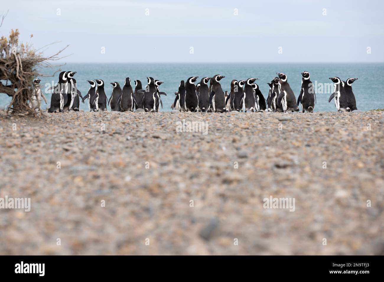 Reserva natural cabo virgenes hi-res stock photography and images - Alamy