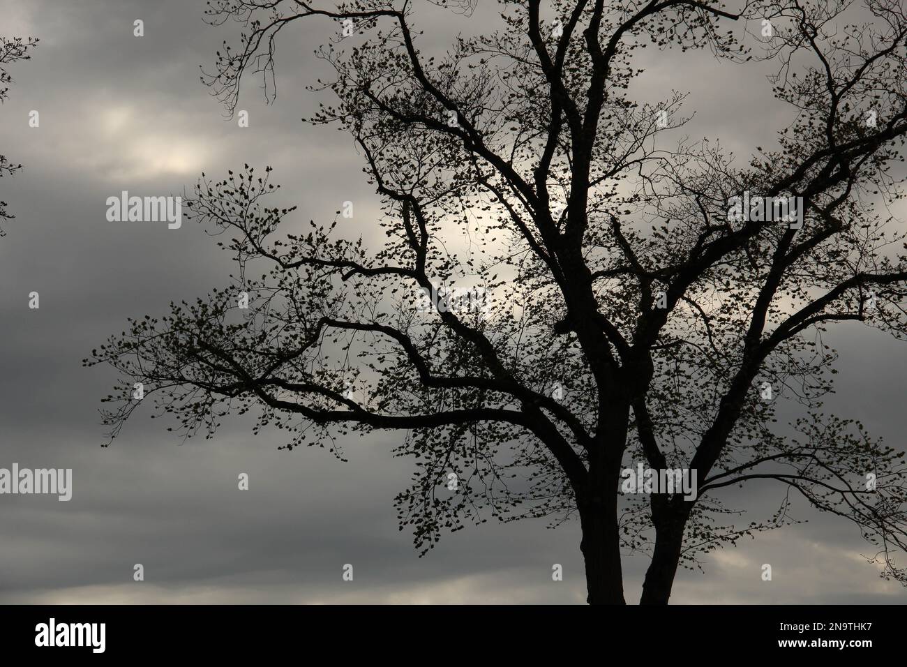 Tree against a grey cloudy sky, with a little sunshine behind the ...