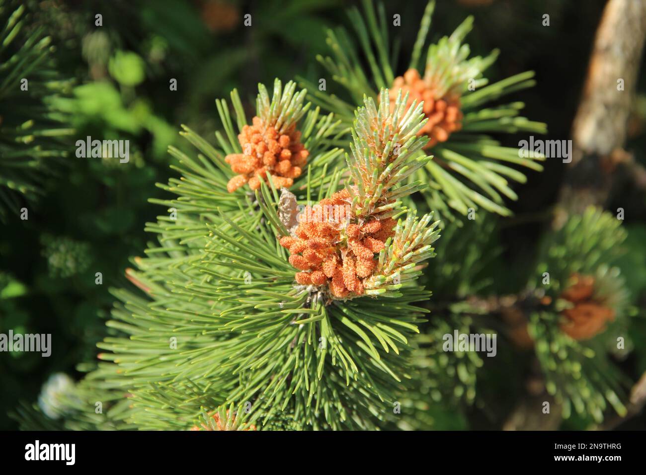 Pine tree flower hi-res stock photography and images - Alamy