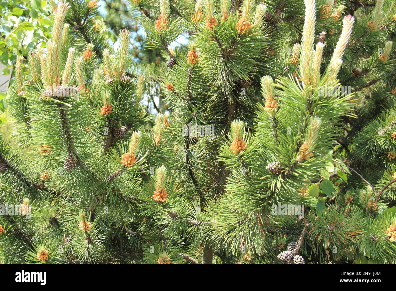 Pine tree flower hi-res stock photography and images - Alamy