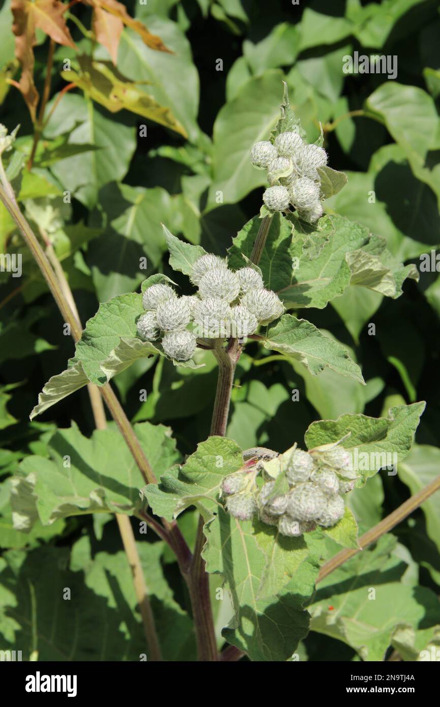 Burdocks hi-res stock photography and images - Alamy
