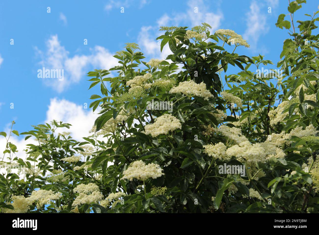 Flowering elderberry bushes against a blue sky with white clouds Stock ...