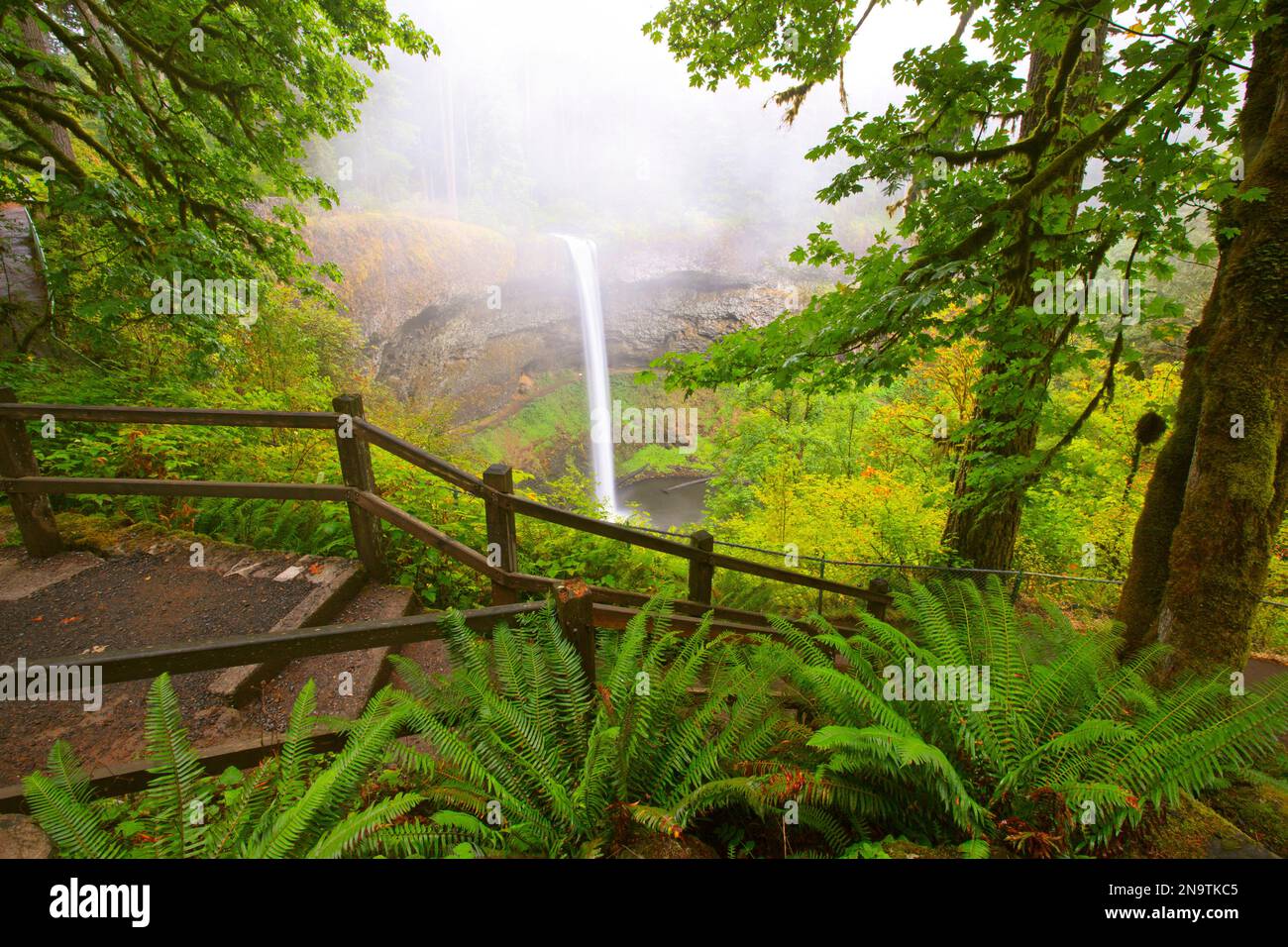 Waterfall into a pool in a lush forest, South Falls in Silver Falls ...