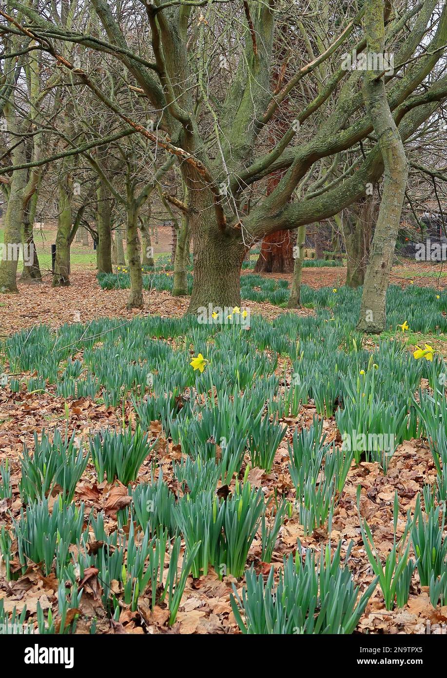 Daffodils in a woodland scene Stock Photo - Alamy