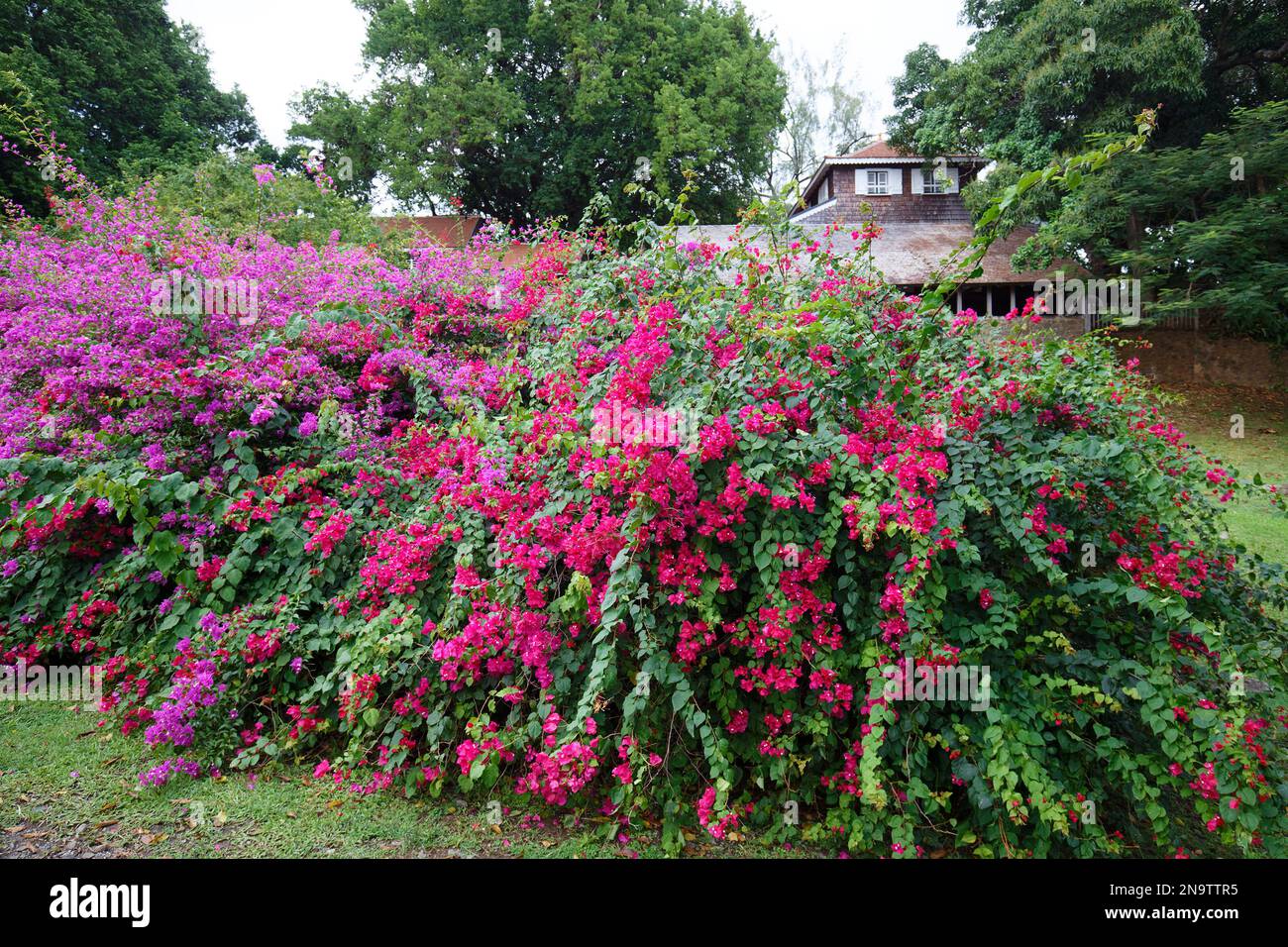 Martinique caribbean flower hi-res stock photography and images - Alamy