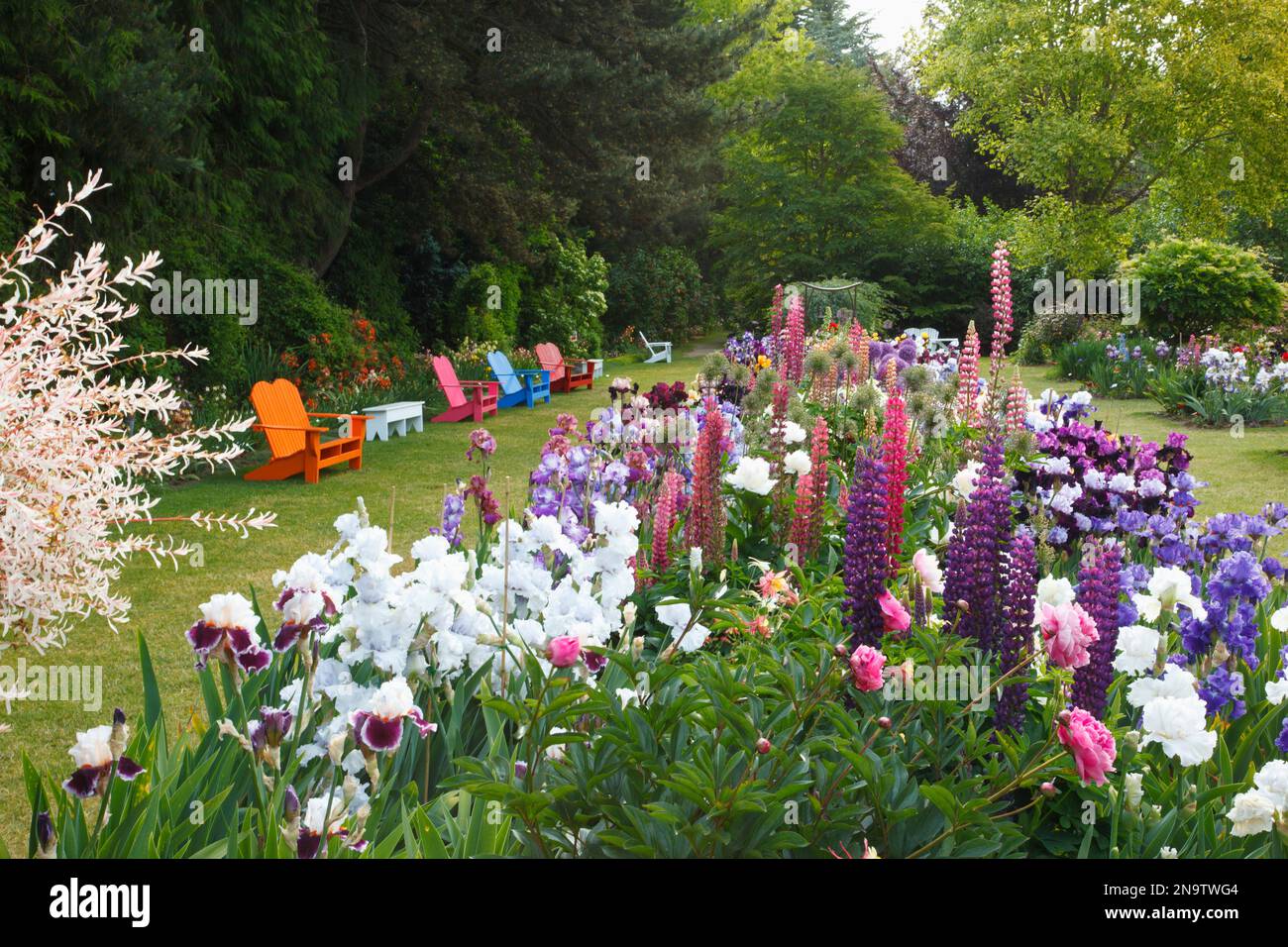 Variety of garden flowers in bloom in a colourful array in a garden ...