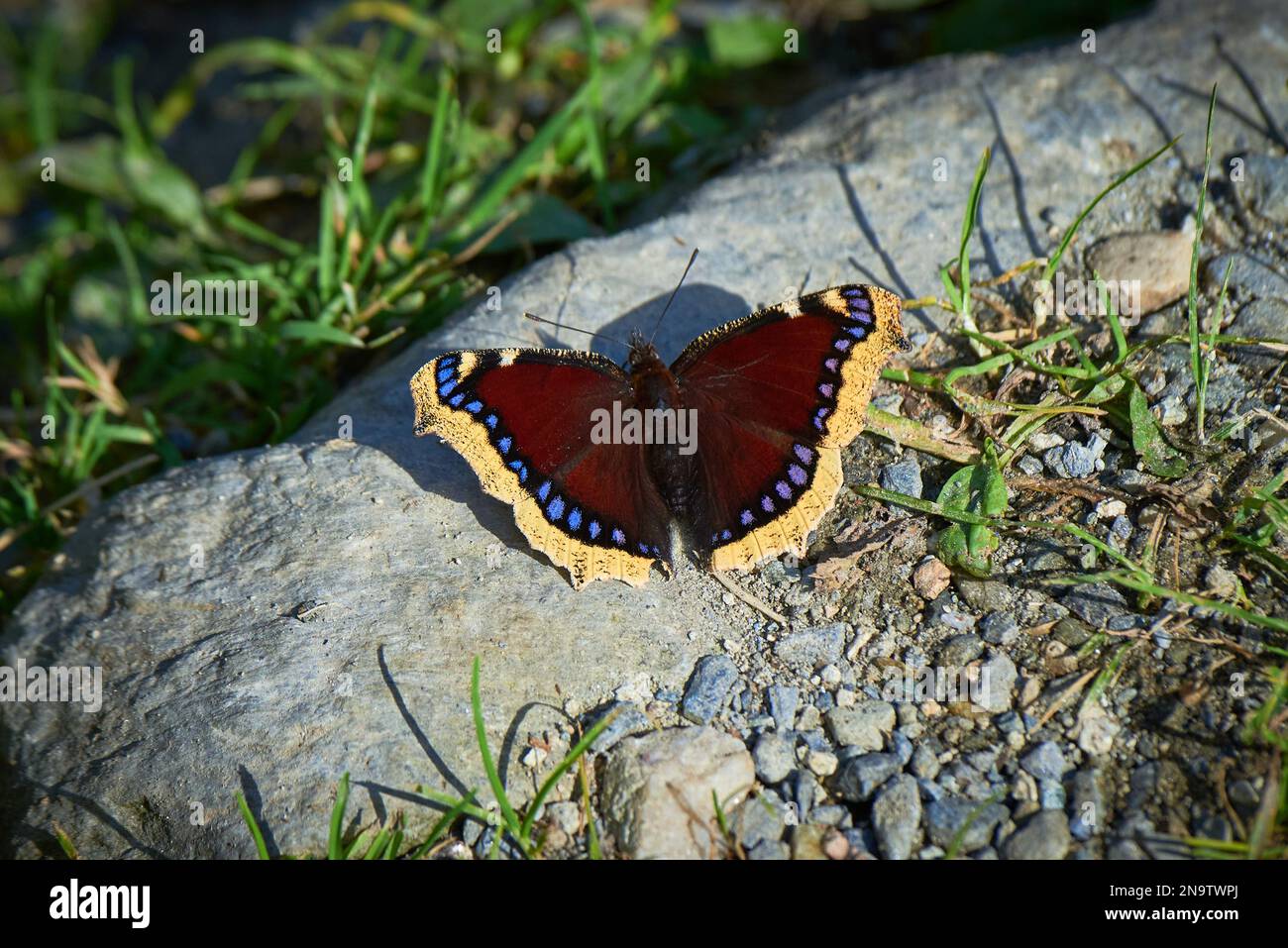 Nymphalis antiopa butterfly known as the mourning cloak Stock Photo - Alamy