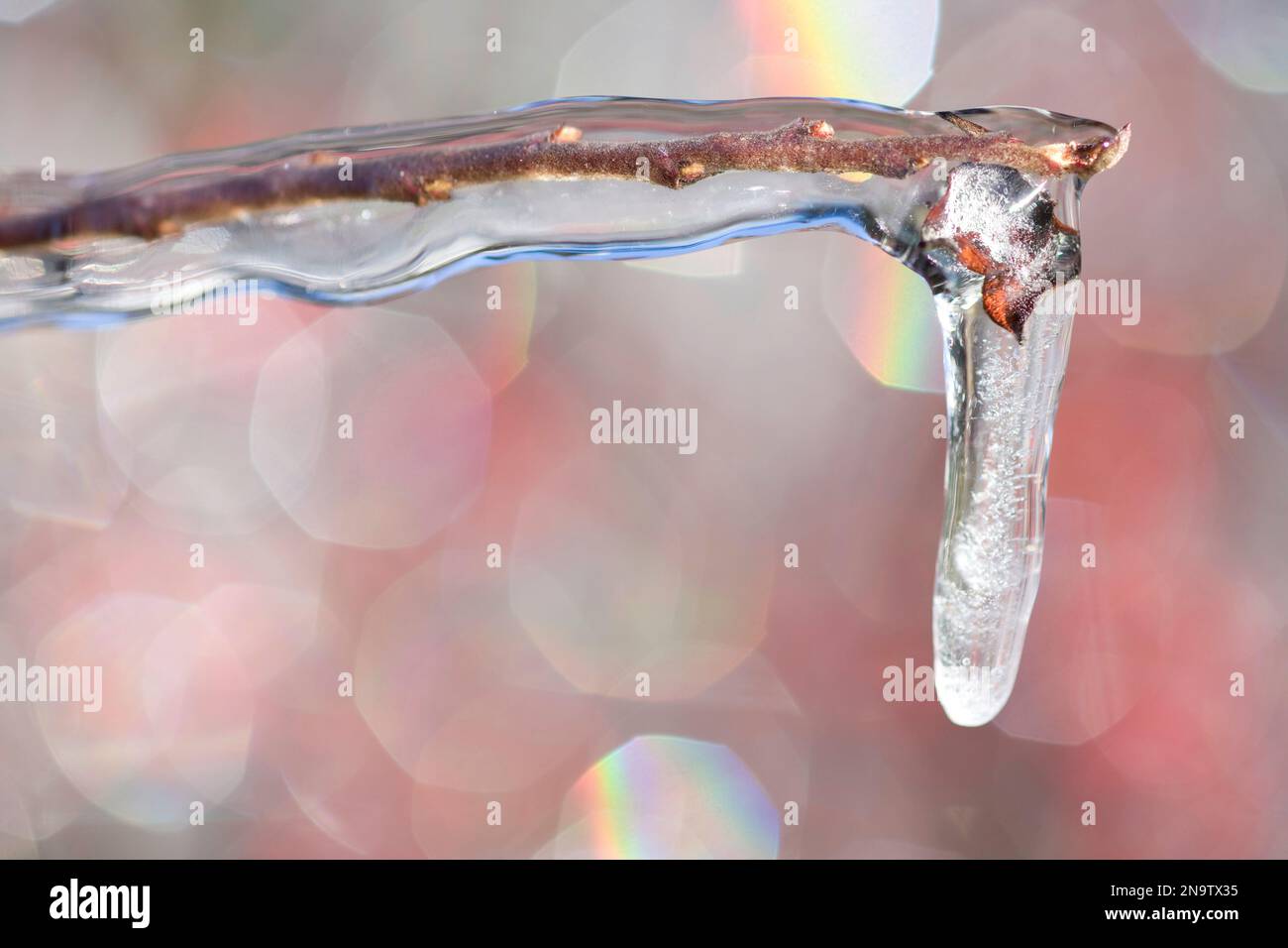 Frozen icicle on the edge of a branch Stock Photo - Alamy