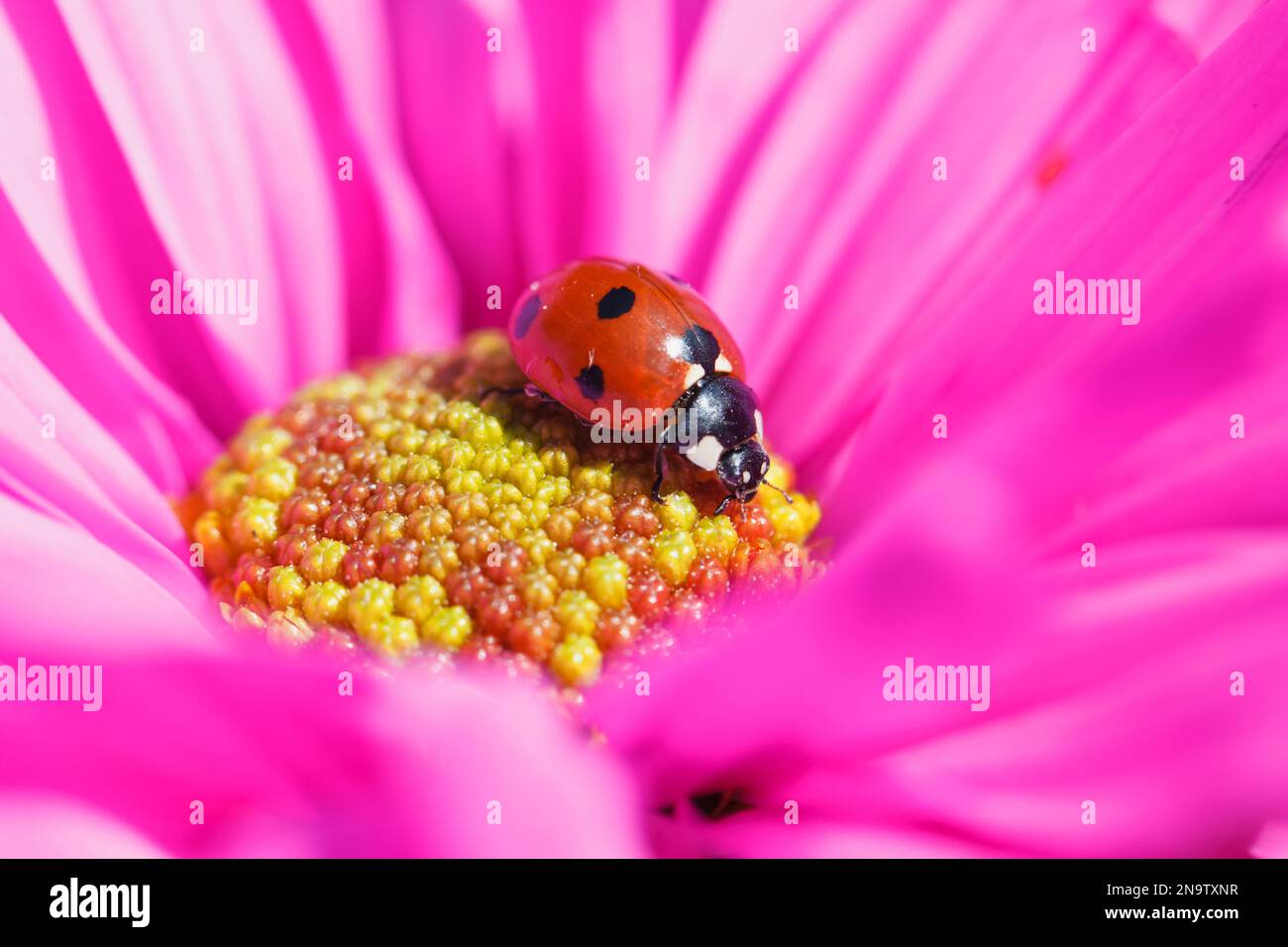Bug view north america hi-res stock photography and images - Alamy