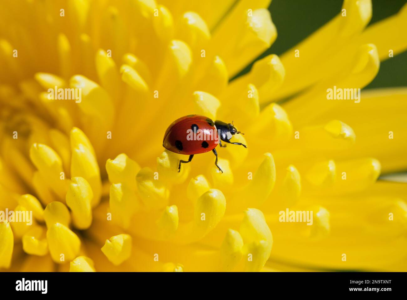 Bug view north america hi-res stock photography and images - Alamy