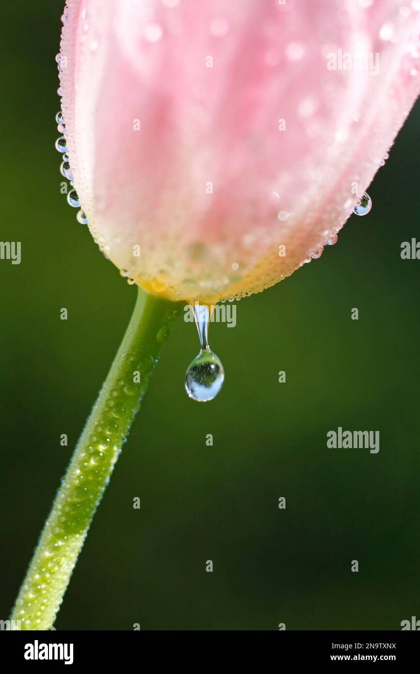 Water droplet falling from a pink tulip, extreme close-up; Oregon ...