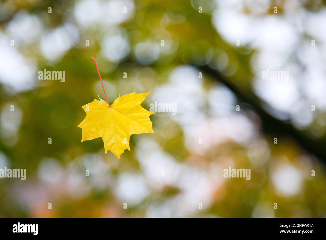 Yellow leaf falling in mid-air with foliage bokeh background; Portland ...
