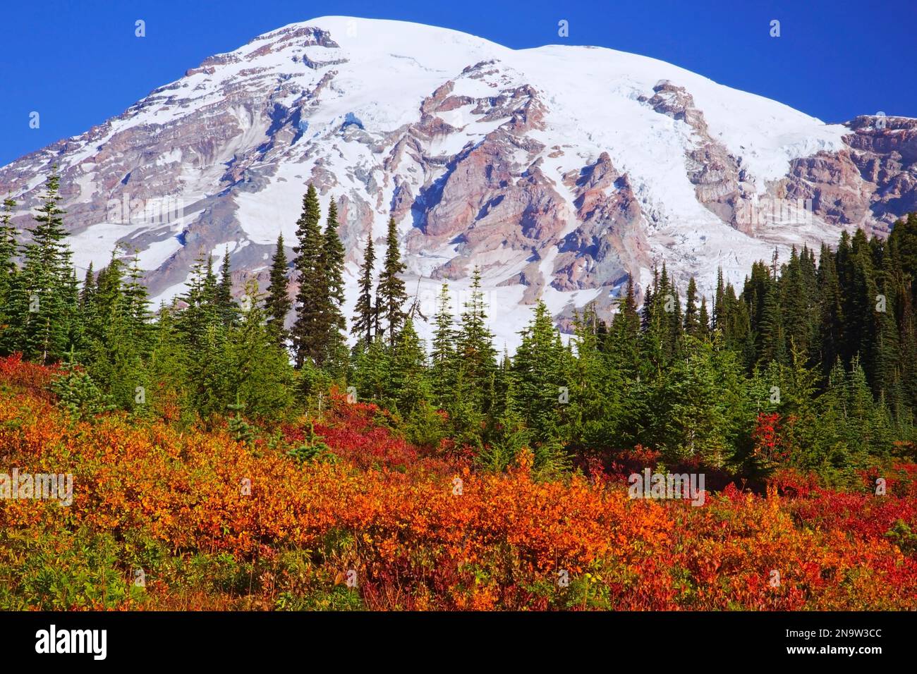 Autumn colours in Paradise Park with a view of Mount Rainier in Mount ...