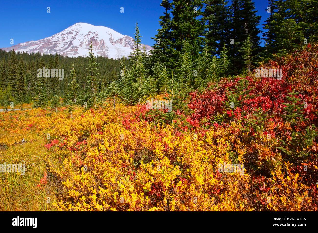Autumn colours and a view of Mount Rainier in Mount Rainier National ...