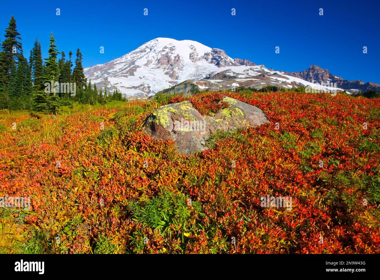Snow-covered Mount Rainier, with autumn coloured vegetation and forest ...