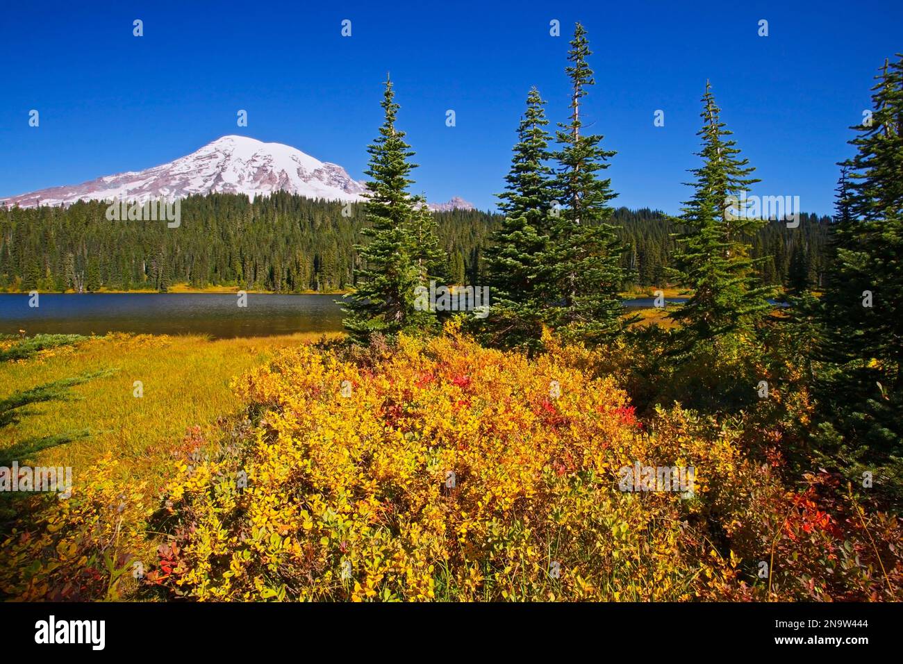 Autumn colours along Reflection Lake and a view of Mount Rainier in ...