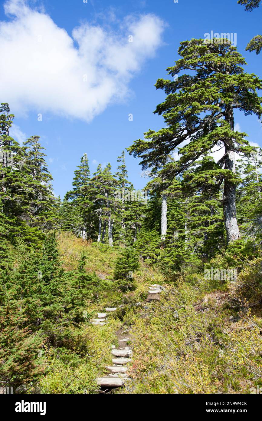The scenic view of a footpath with wooden steps to Deer Mount outside ...
