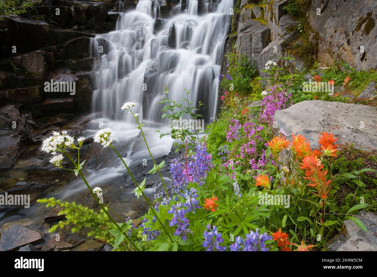 Wildflowers and Sunbeam Falls in Mount Rainier National Park ...