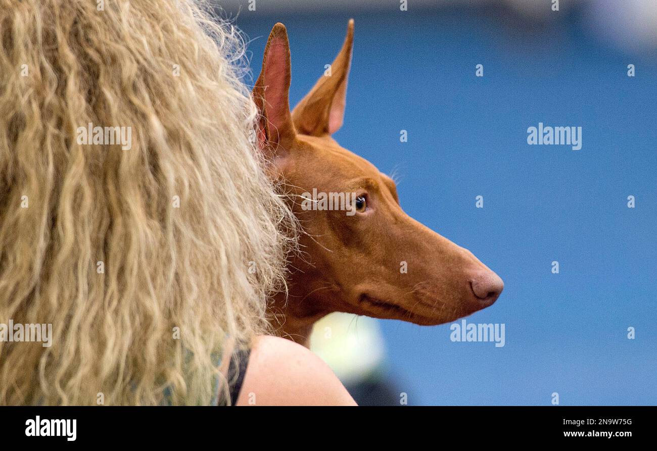 A short hair dog watches behind his masters long hair at the dog show ...