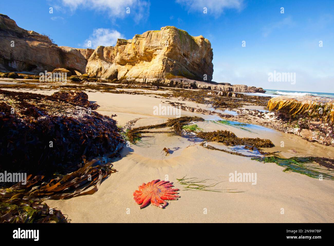 Low Tide And Rock Formations At Otter Rock Beach; Oregon, United States ...