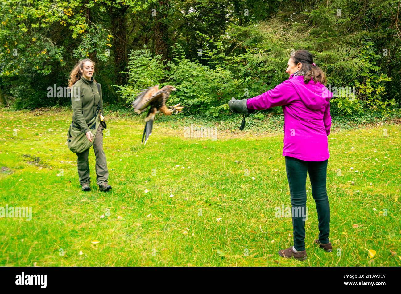 Falconry, Hawk Walk, Ashford Castle, Cong, County Mayo, Ireland Stock ...