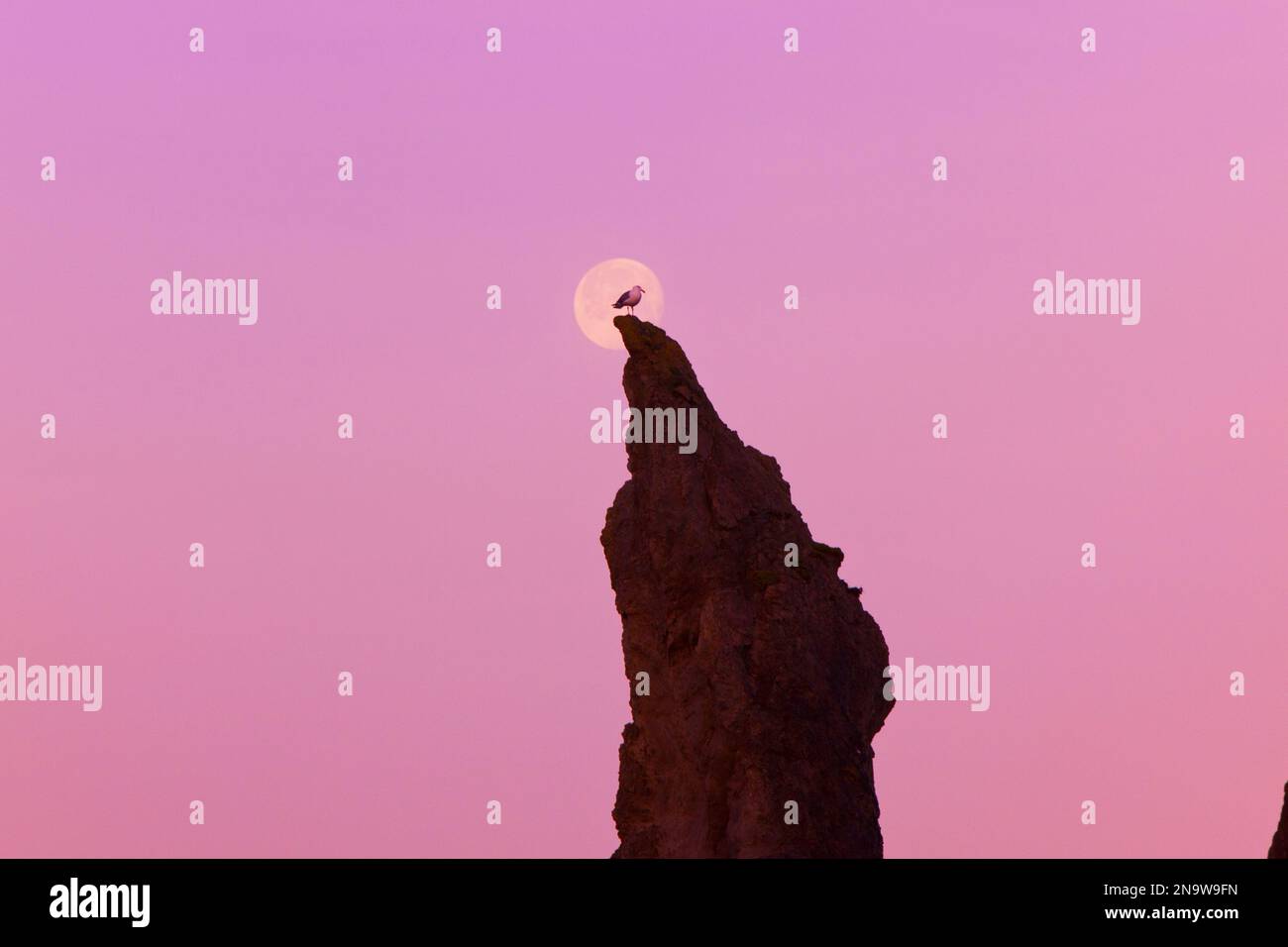 Bird perched in the glow of the full moon in a pink sky on the peak of ...