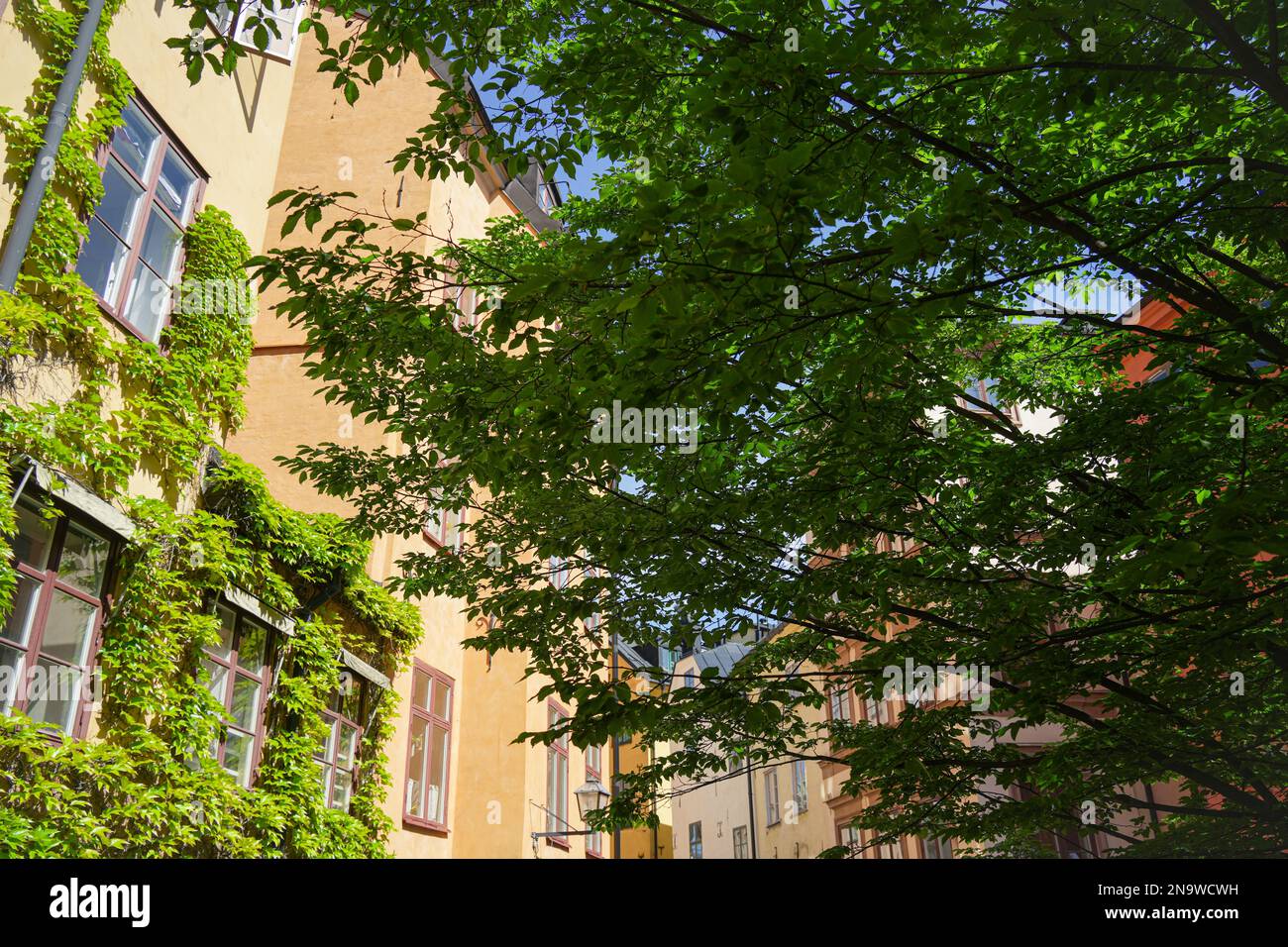 Big tree outside my window Stock Photo - Alamy