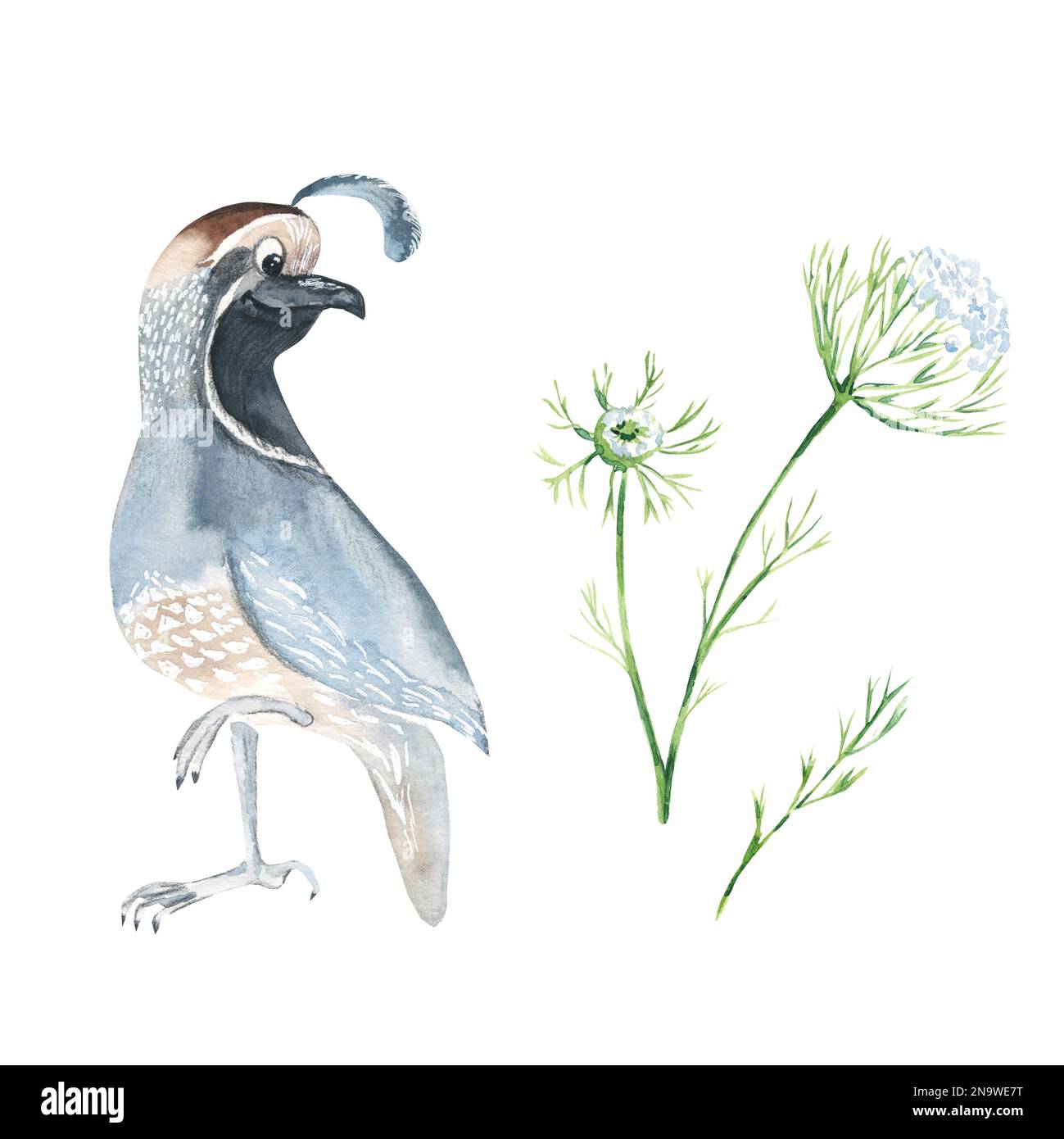Cute quail and Queen Anne's lace isolated on white background ...