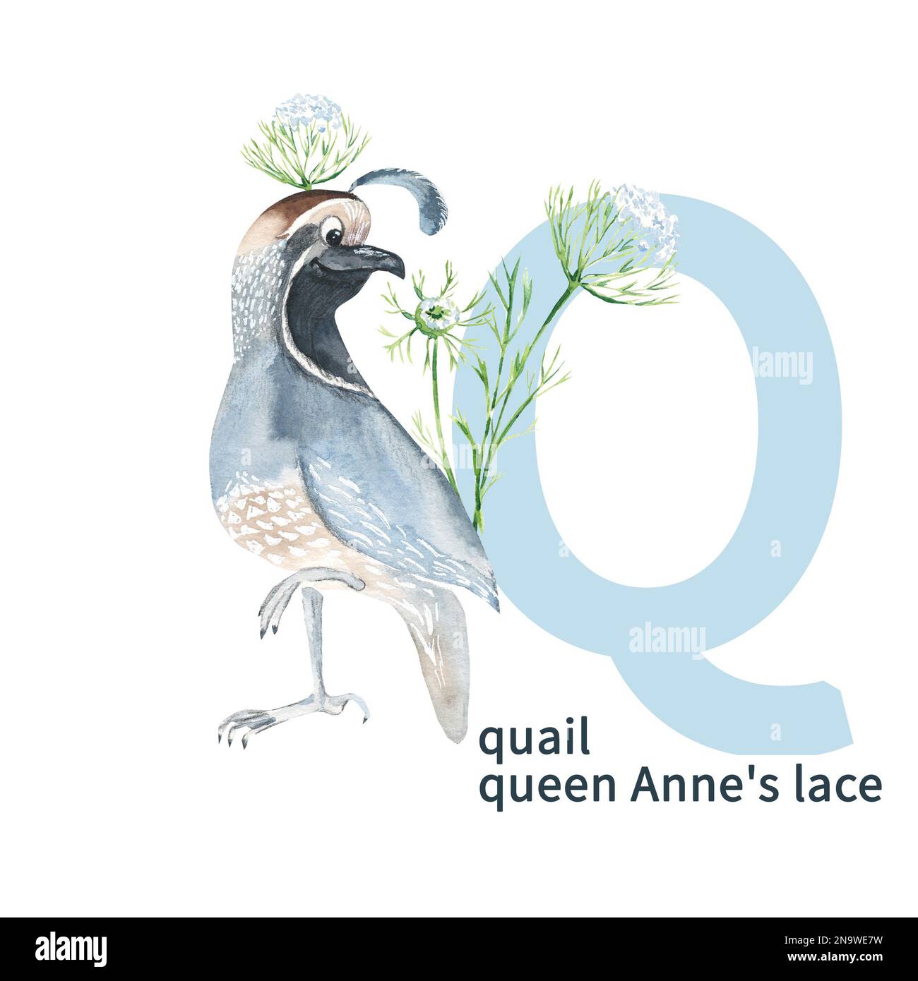 Letter Q, quail, Queen Anne's lace. Cute kids animal and flower ABC ...
