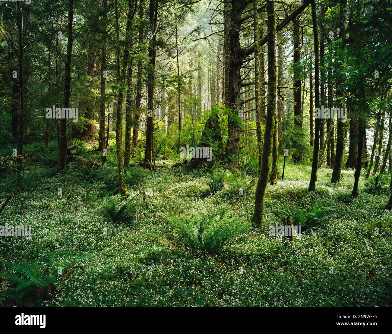 Quiet and lush forest with trees, ferns and wildflowers; Oregon, United ...