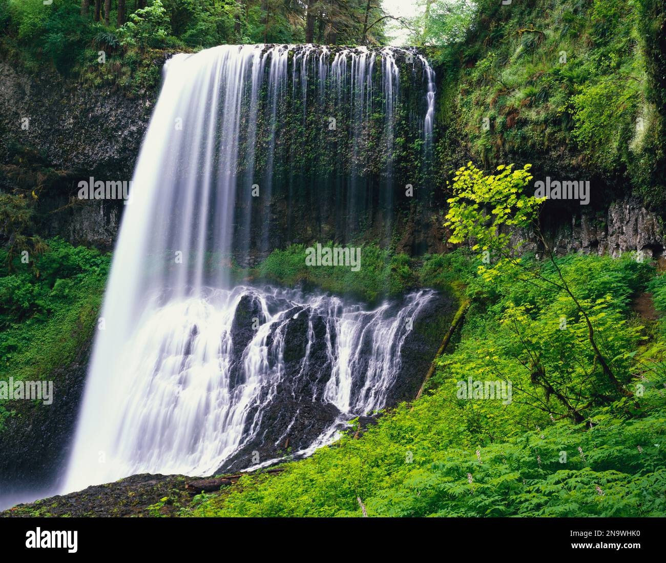 North Middle Falls and lush foliage in Silver Falls State Park; Oregon ...