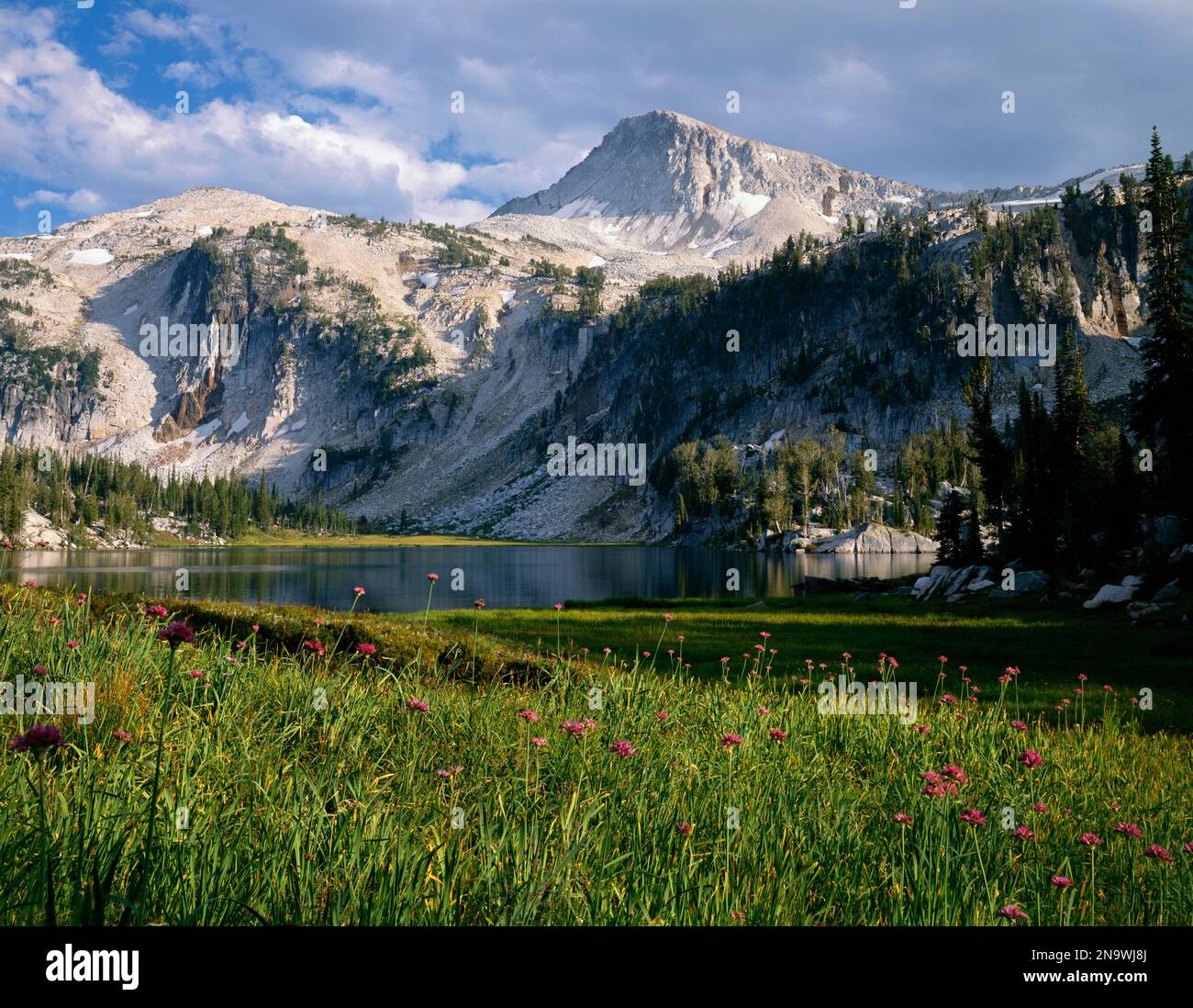 Wildflowers blooming by Eagle Cap Mountain in Eagle Cap Wilderness Area ...
