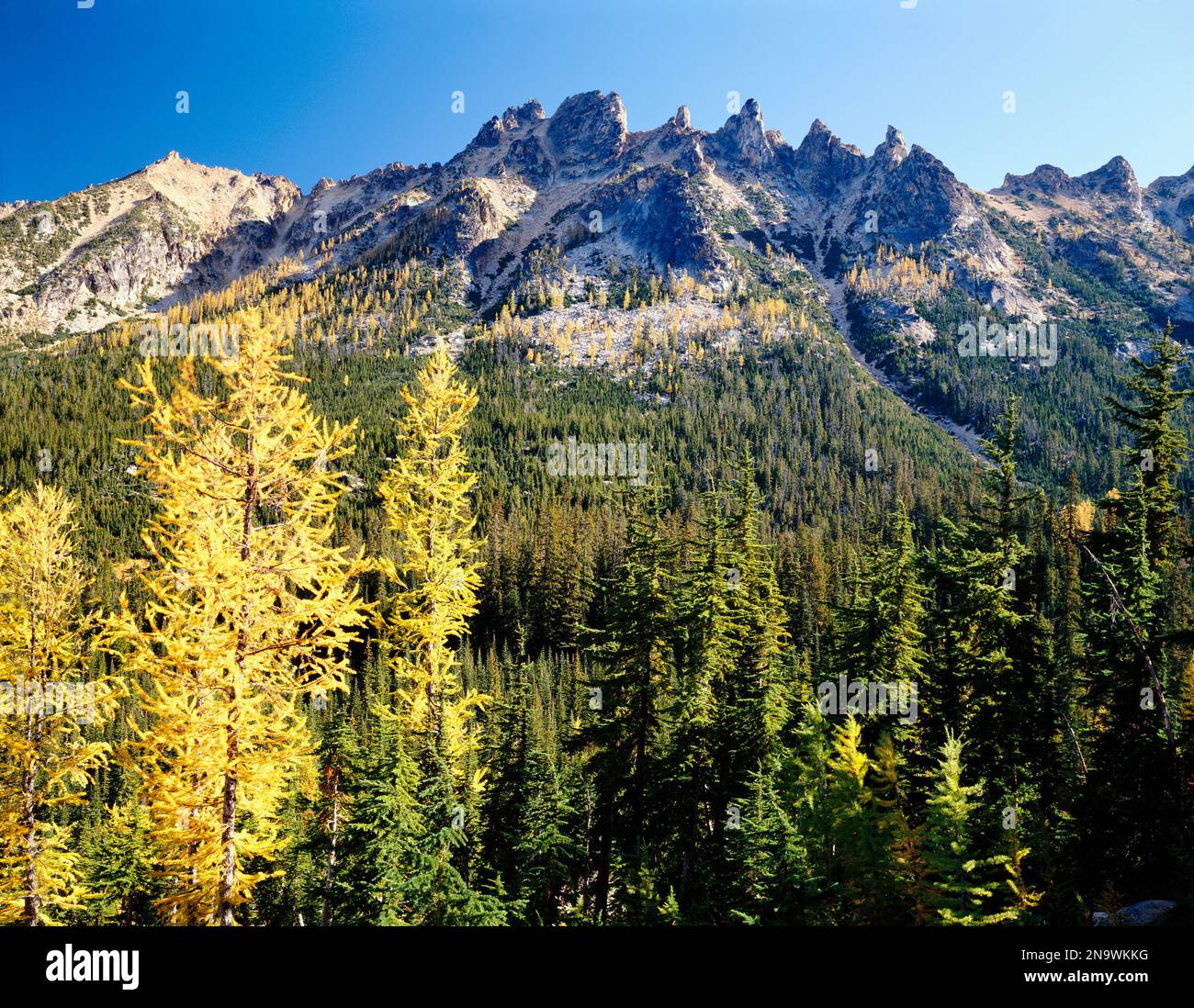 Trees blanketing North Cascades National Park in autumn, Washington ...