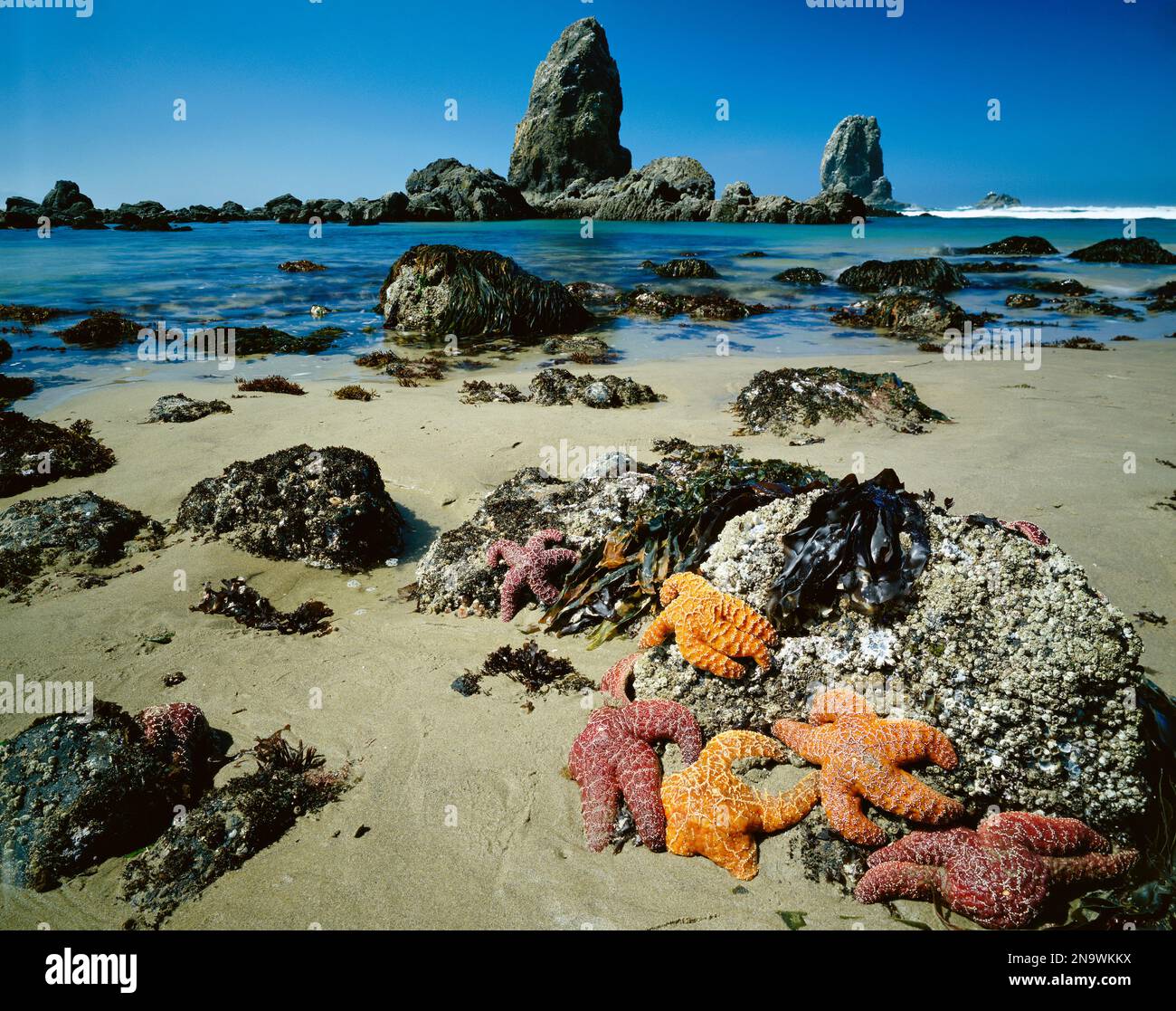 Starfish cling to rocks on a sandy beach in Ecola State Park along the ...
