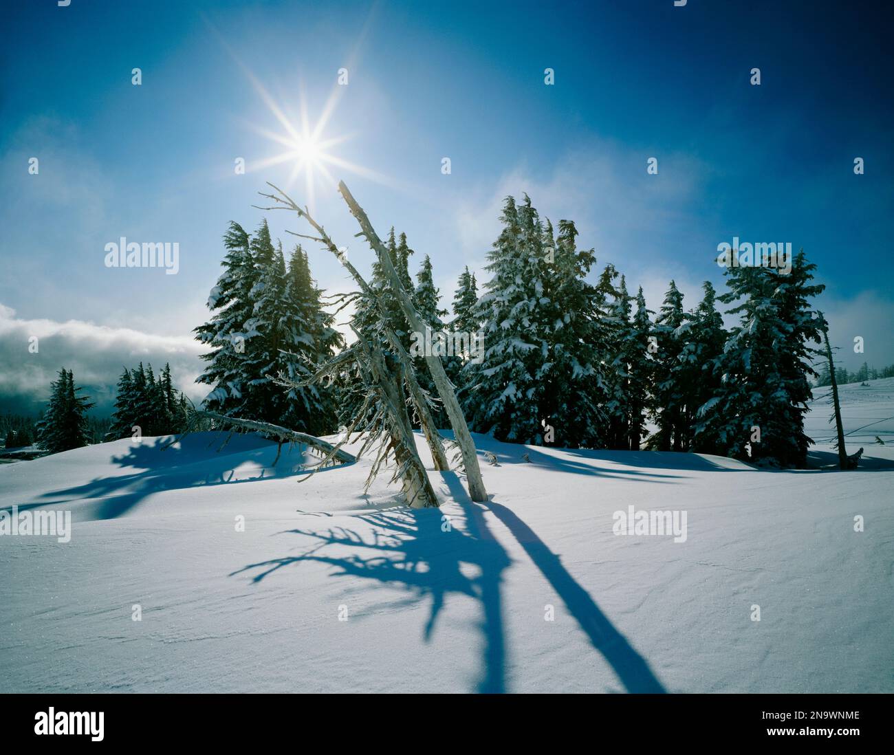 Sun Shining on Snow-Covered Trees on Mount Hood, Mount Hood National ...