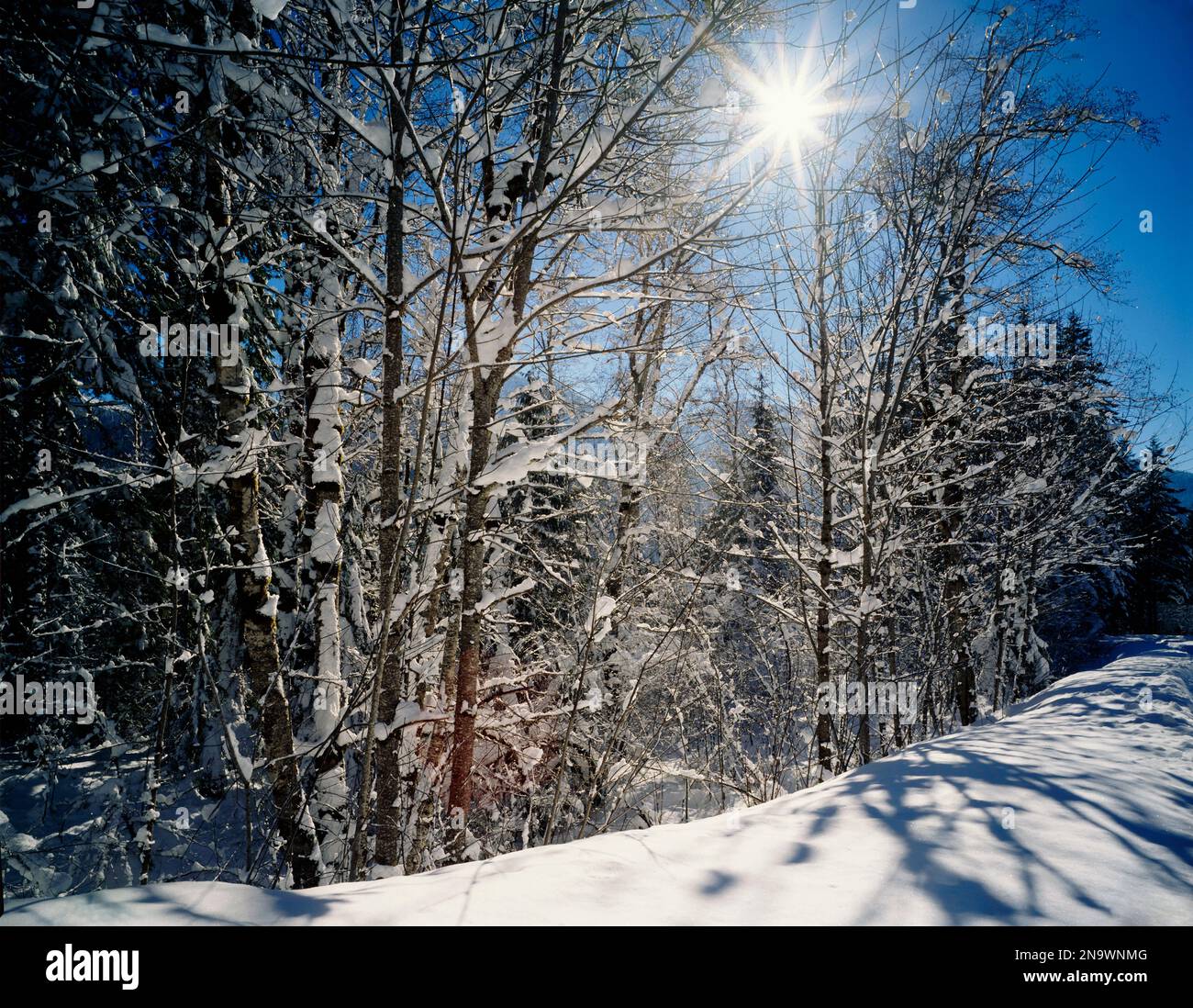 Snow covers the trees in Mount Hood National Forest in a cold winter ...