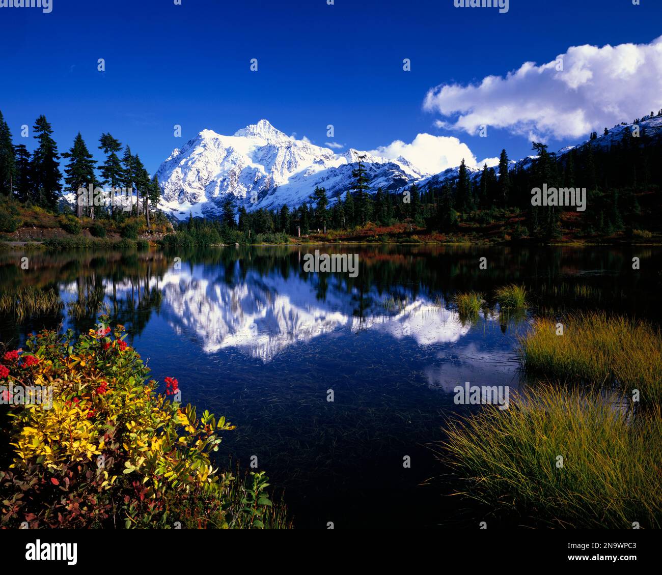 Autumn Foliage and Wildflowers Growing at the Edge of Picture Lake ...