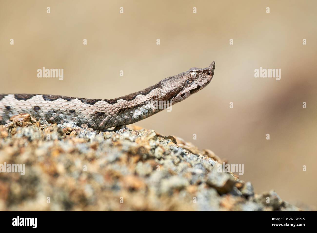 Snake teeth close up venom hi-res stock photography and images - Alamy
