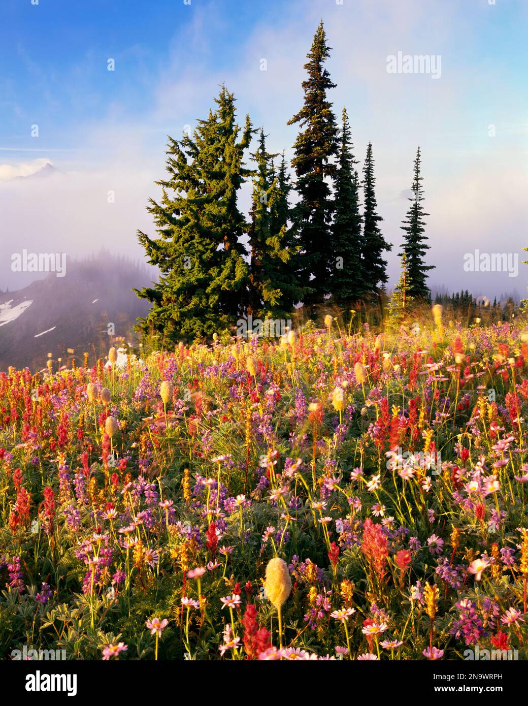 Evergreens and Blooming Wildflowers in Mount Rainier National Park ...