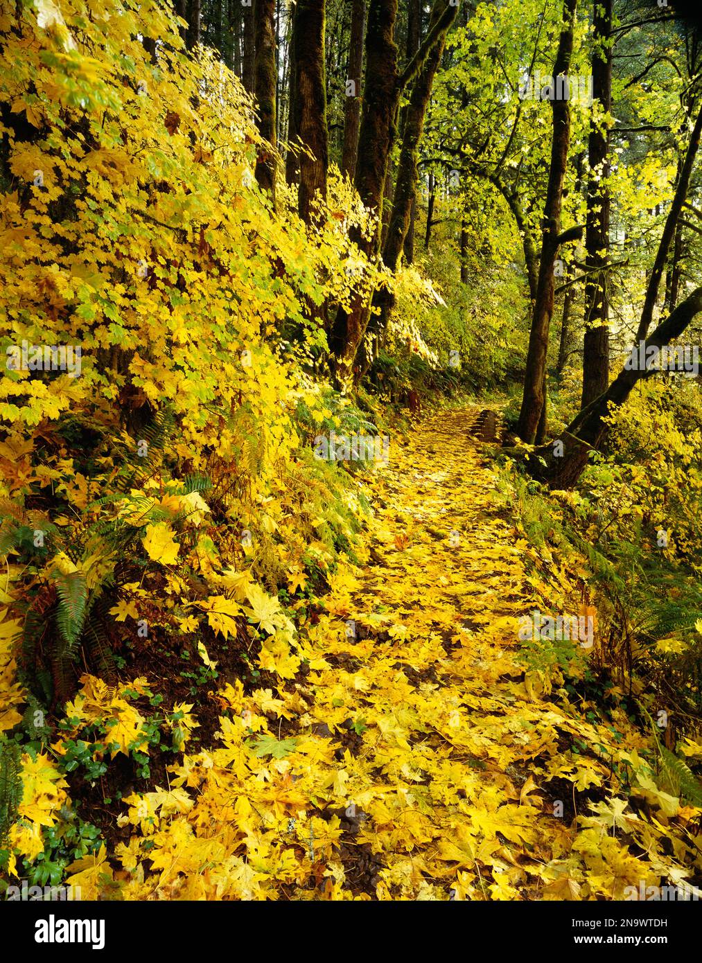 Autumn coloured foliage along a trail in Silver Falls State Park ...