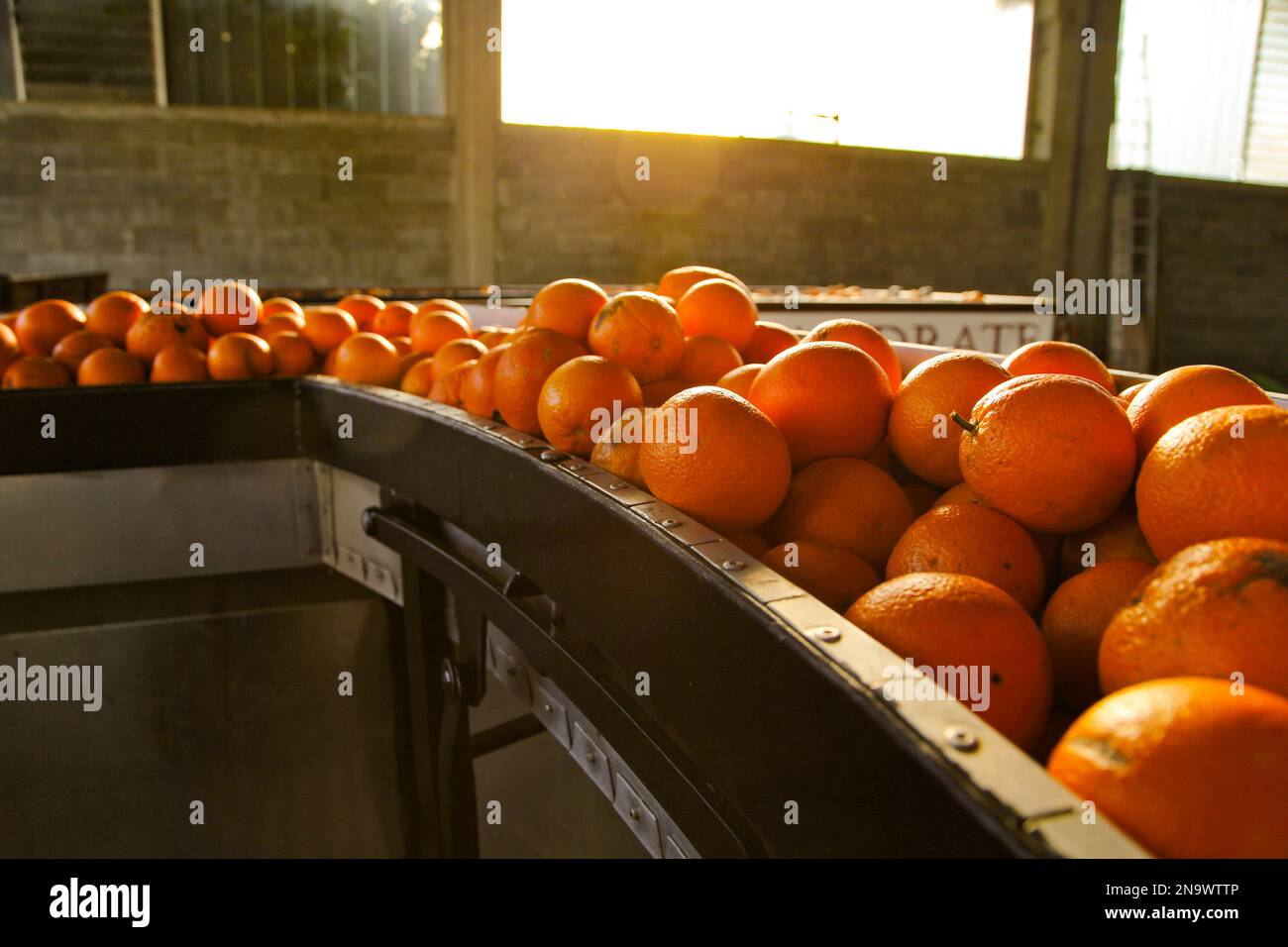 carnival of ivrea ,the oranges that will be thrown in the battle Stock ...