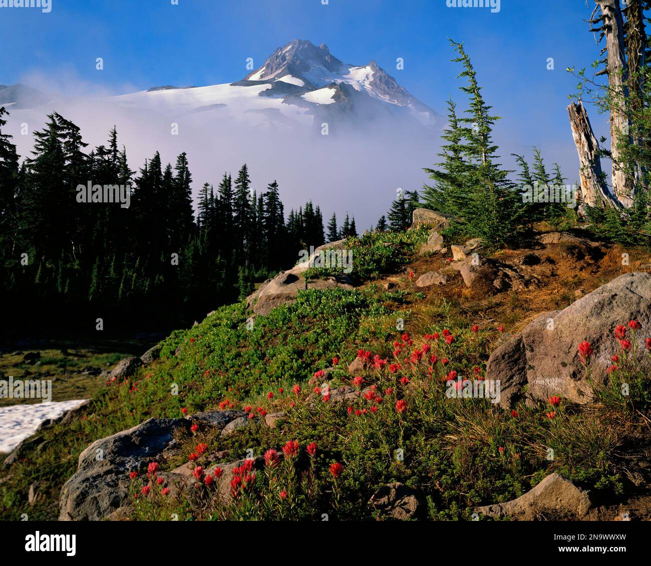 Pacific northwest plants hi-res stock photography and images - Alamy