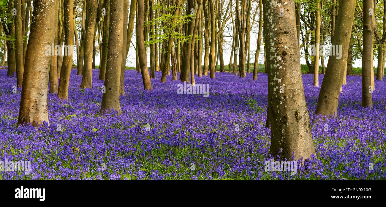Bright sunlight streams through bluebell woods with deep blue purple ...