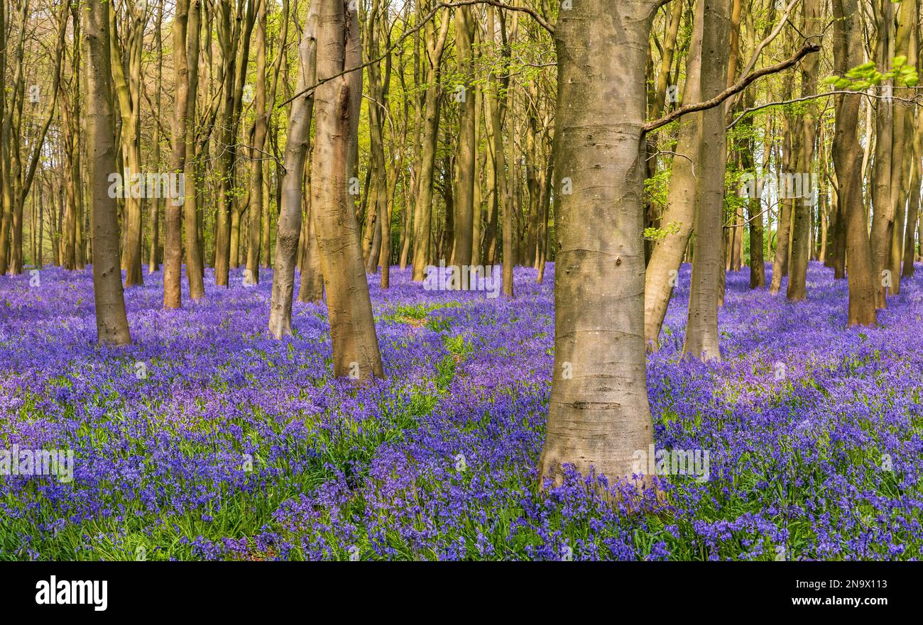 Bright sunlight streams through bluebell woods with deep blue purple ...