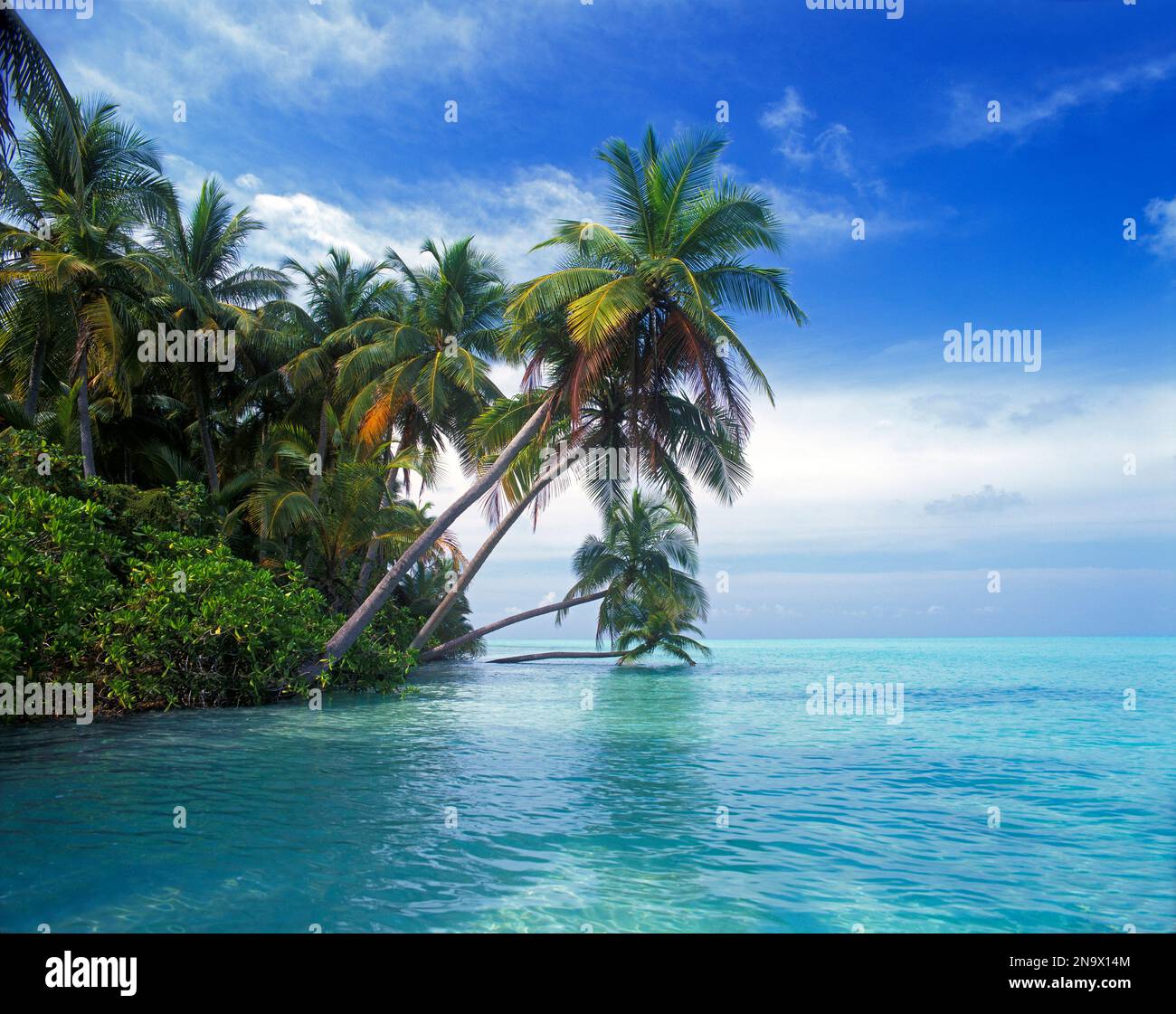 Palm trees leaning out from the shore of a tropical island; Maldives ...