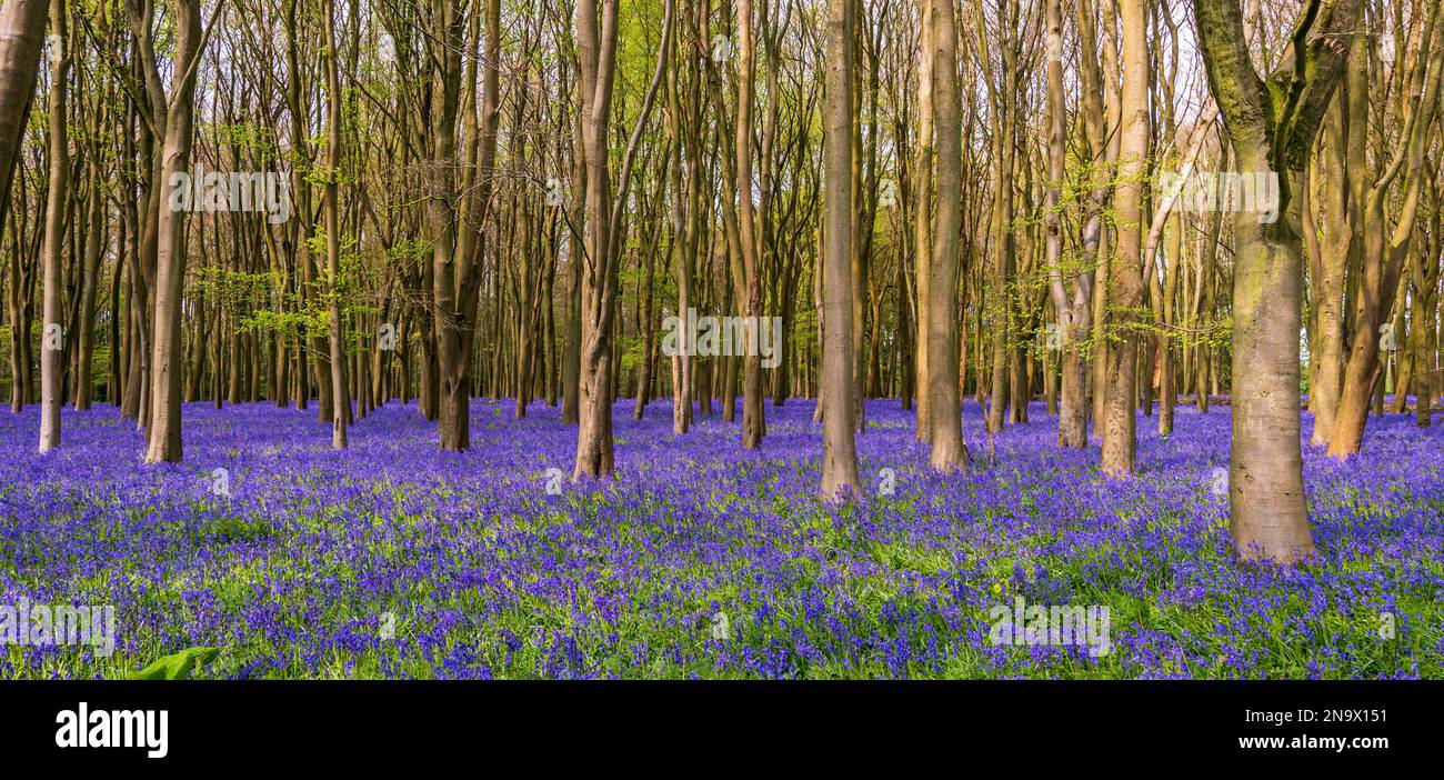 Bright sunlight streams through bluebell woods with deep blue purple ...