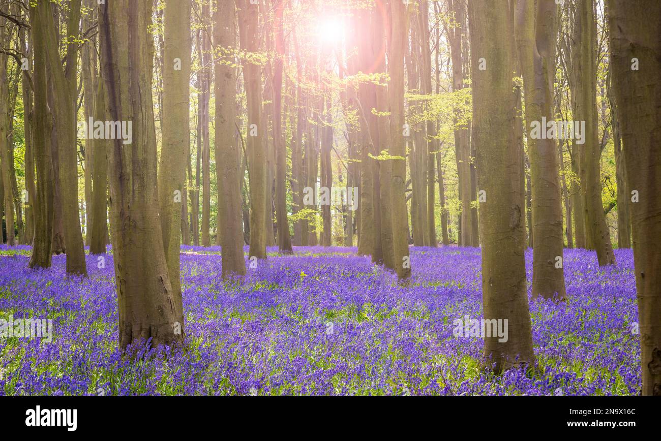 Bright sunlight streams through bluebell woods with deep blue purple ...